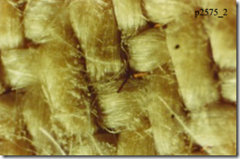 Black Thread – Shroud of Turin: Should You Believe It is Real?